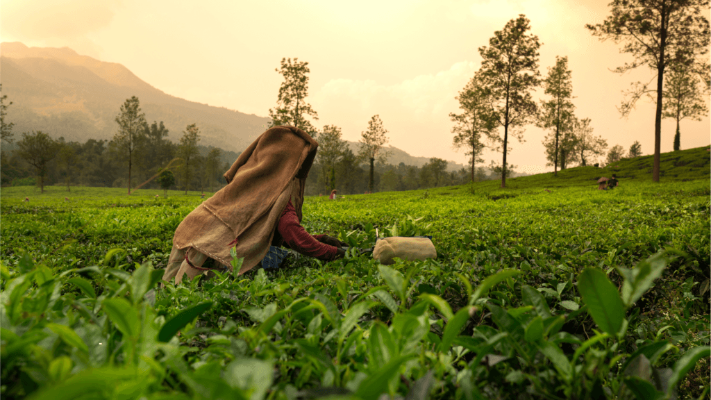 Exploring India’s Tea Plantations: Best Destinations for Tea Lovers ...